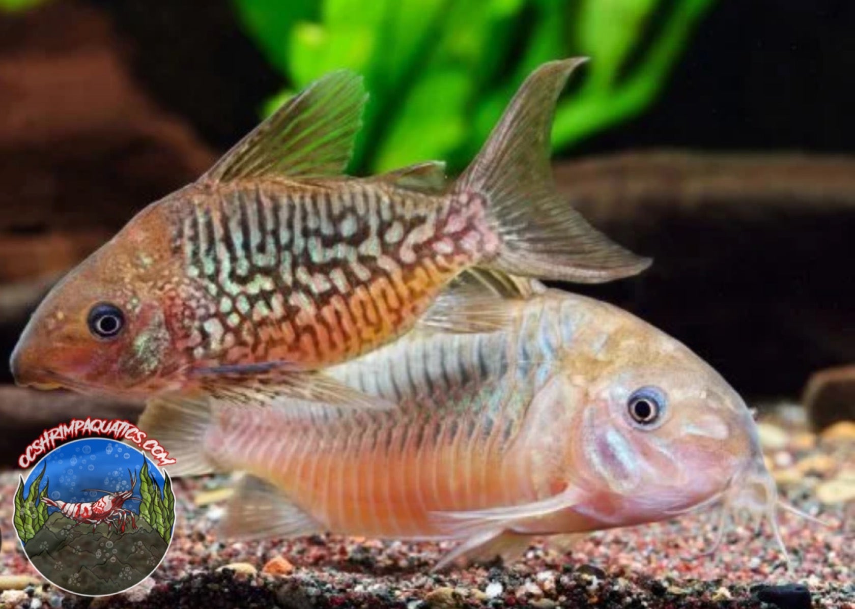 CORYDORAS – OC SHRIMP AQUATIC LLC